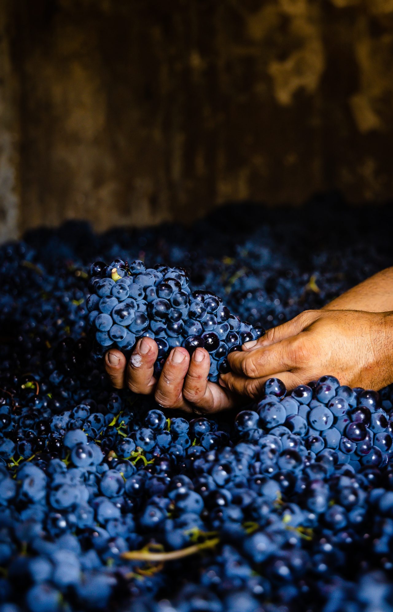 BODEGA - Bodegas Castillo Alonso